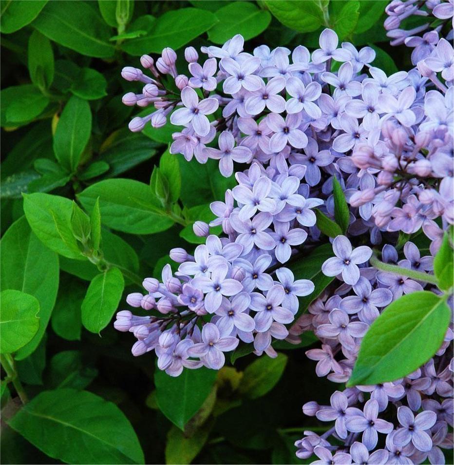 Syringa vulgaris 'President Lincoln' Lilac - CHINESE EXPORTER
