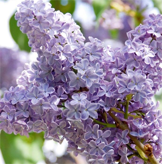 Syringa vulgaris 'President Lincoln' Lilac - CHINESE EXPORTER