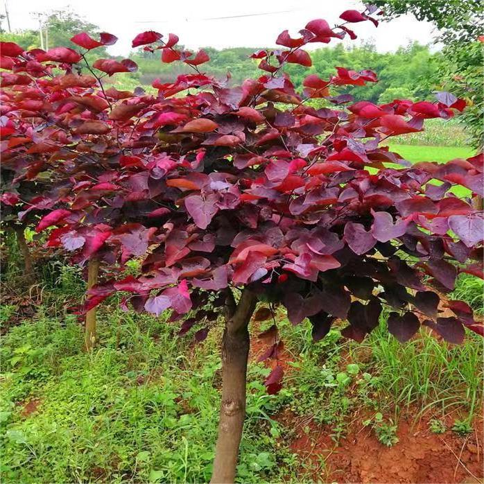 Cercis canadensis 'Forest Pansy' - CHINESE EXPORTER Cercis canadensis 'Forest Pansy' - CHINESE EXPORTER