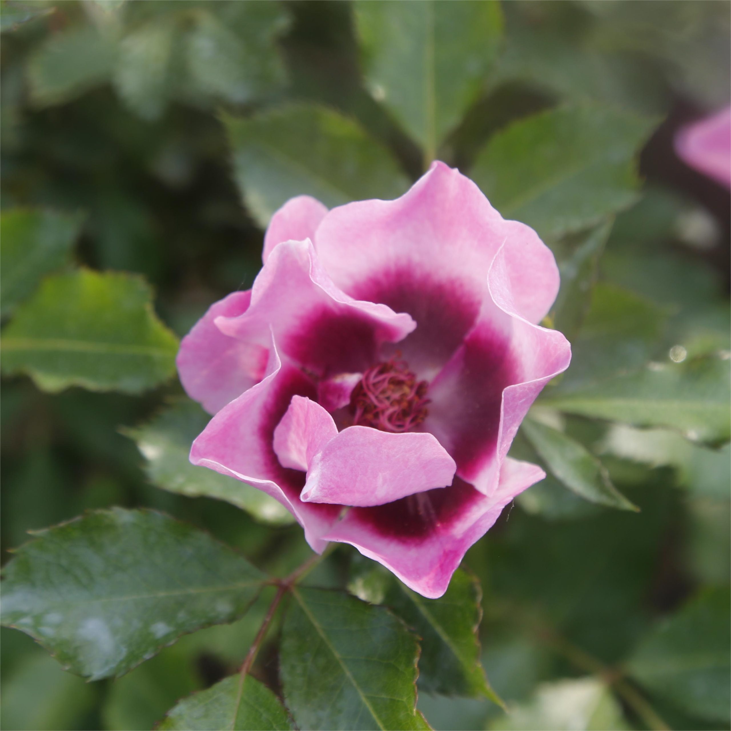 Rose Amethyst Babylon Eyes - CHINESE EXPORTER
