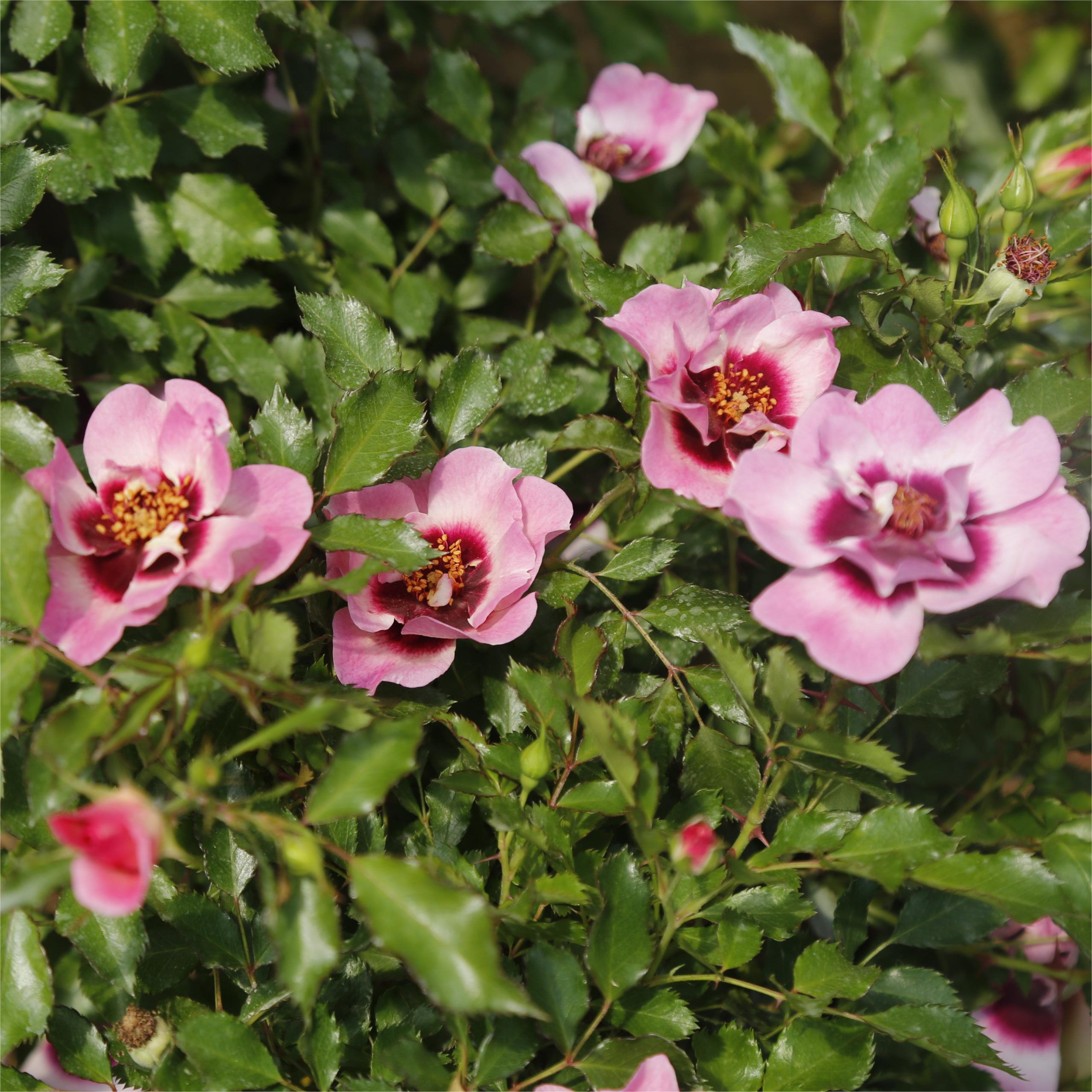 Rose Amethyst Babylon Eyes - CHINESE EXPORTER