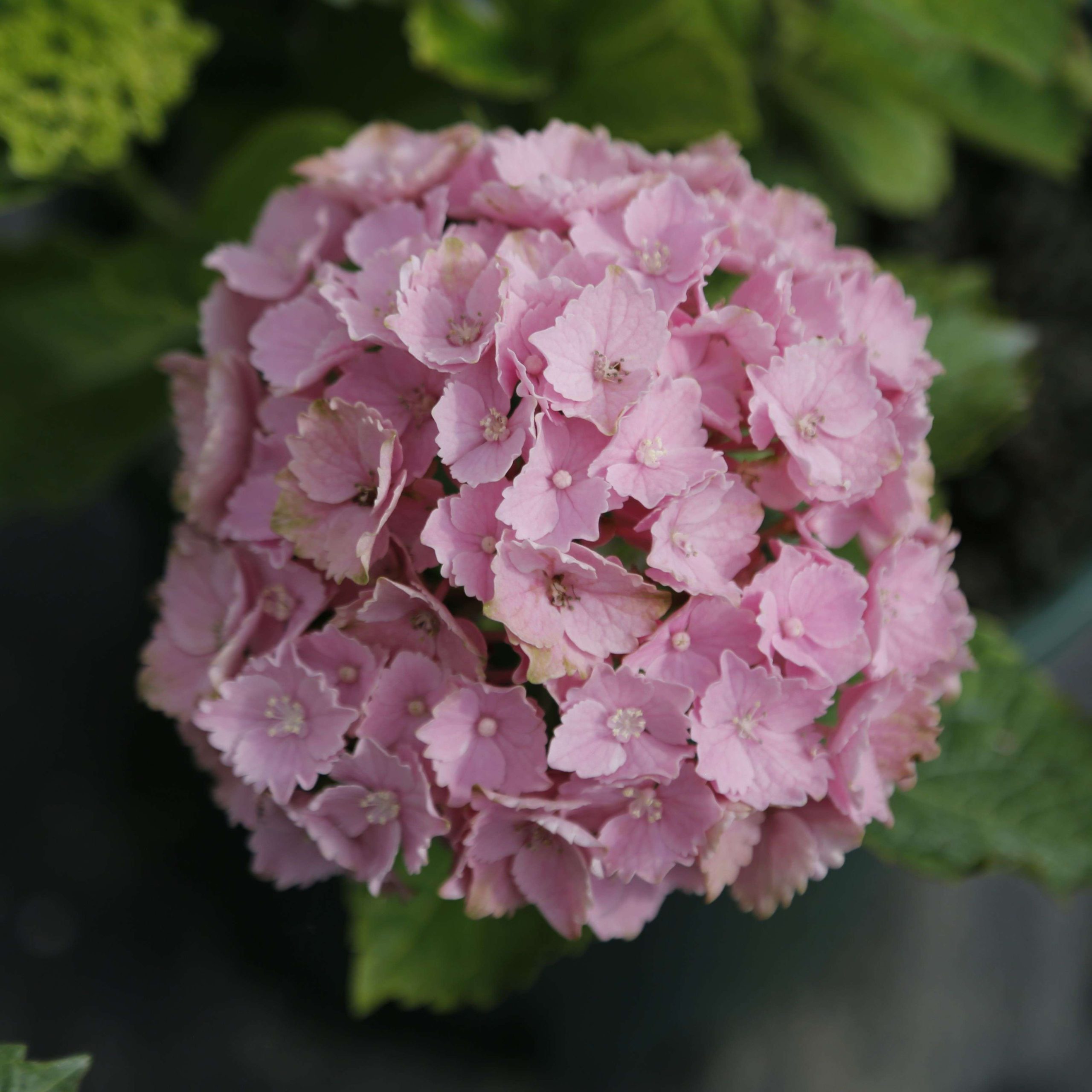 What is the symbolic meaning of hydrangeas? - CHINESE EXPORTER